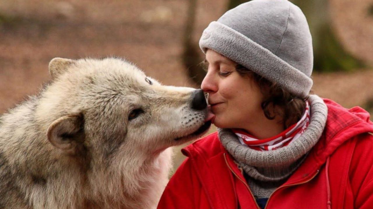 Struggling Wolf Gets Help From a Surprising Source - KAKE