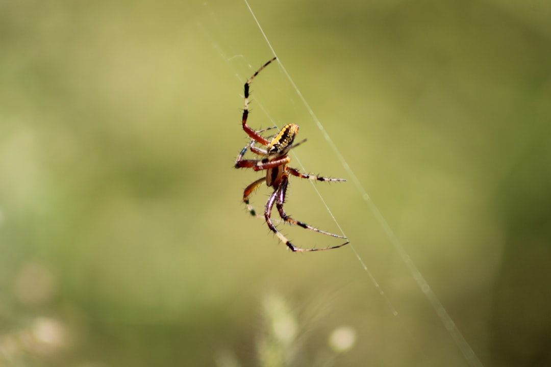 What Is This Spider? Meet the Joro spider – Ask BREDA - Erie News Now ...