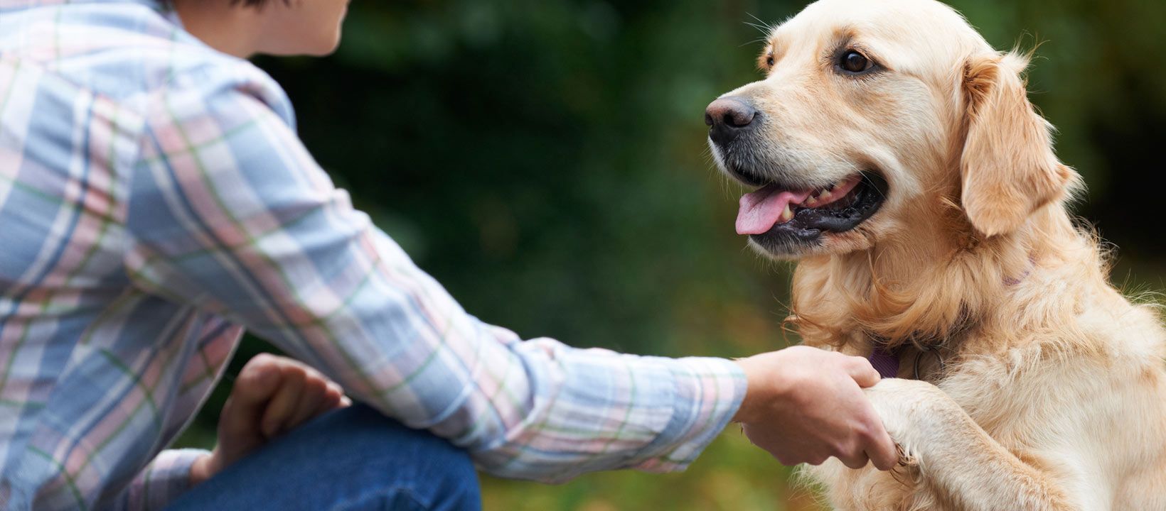 The Best Dog Breeds for Families Living in a House - Erie News Now ...