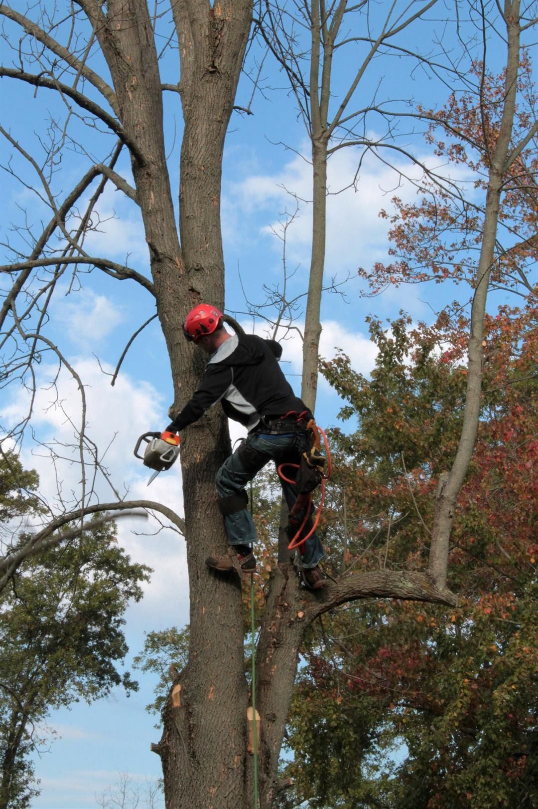 4 Common Tree Problems and How Arborist Services Can Help - Erie News ...