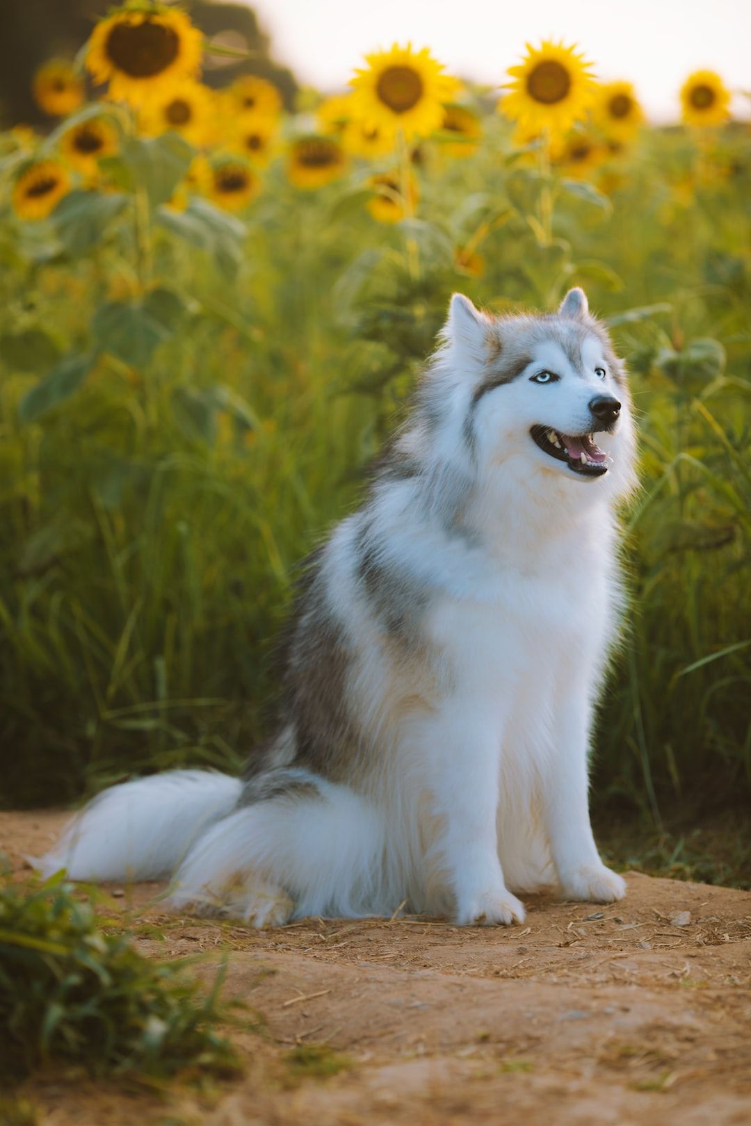 15 Big Fluffy Dog Breeds That Are Perfect for Cuddling - WENY News