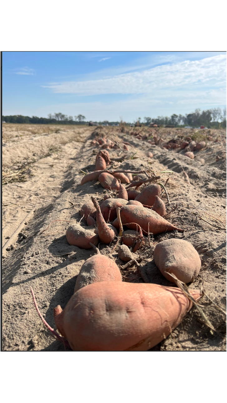 The Potato Revolution: How This Humble Superfood Is Redefining Healthy ...